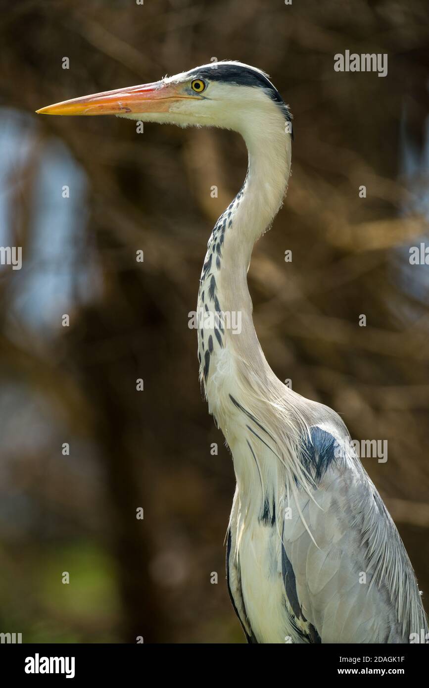 Grey Heron High Resolution Stock Photography and Images - Alamy