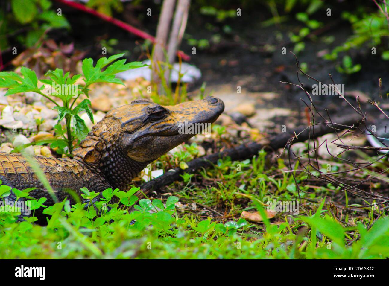 Baby Alligator in nature Stock Photo - Alamy