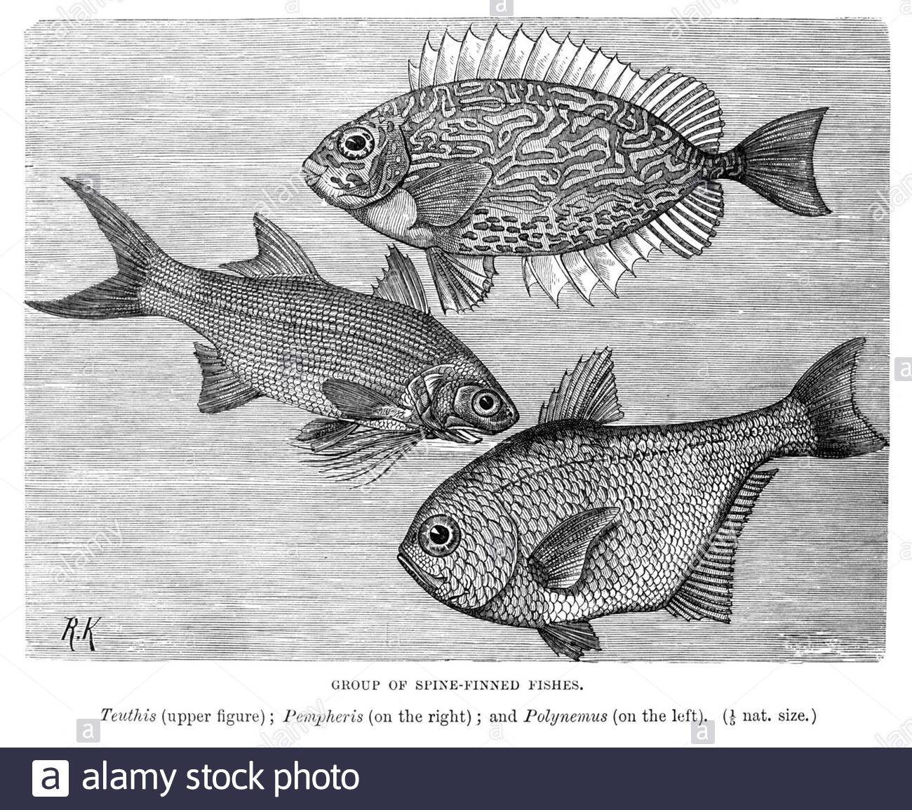 Group of Spine Finned Fishes, Teuthis, Pempheris, Polynemus, vintage ...