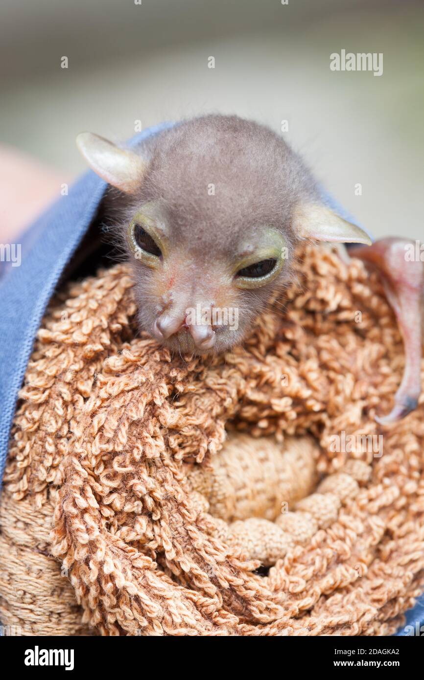 Megabat baby hi-res stock photography and images - Alamy