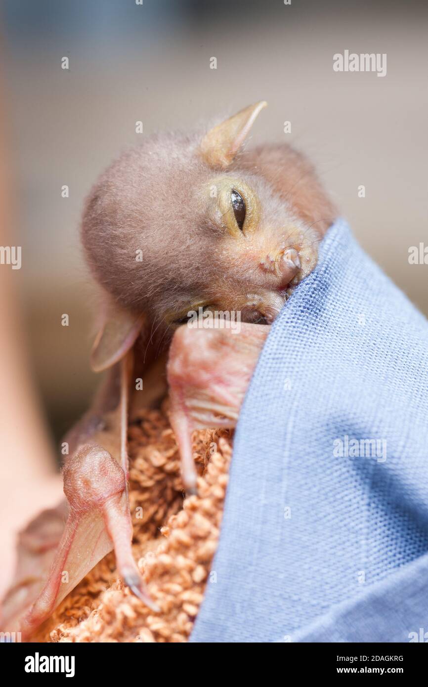 Orphaned baby Eastern Tube-nosed Bat (Nyctimene robinsoni) approx. 12 ...