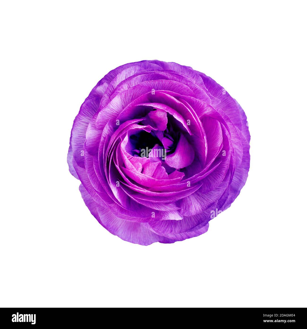 Ranunculus purple flower isolated white background. Beautiful buttercup ...