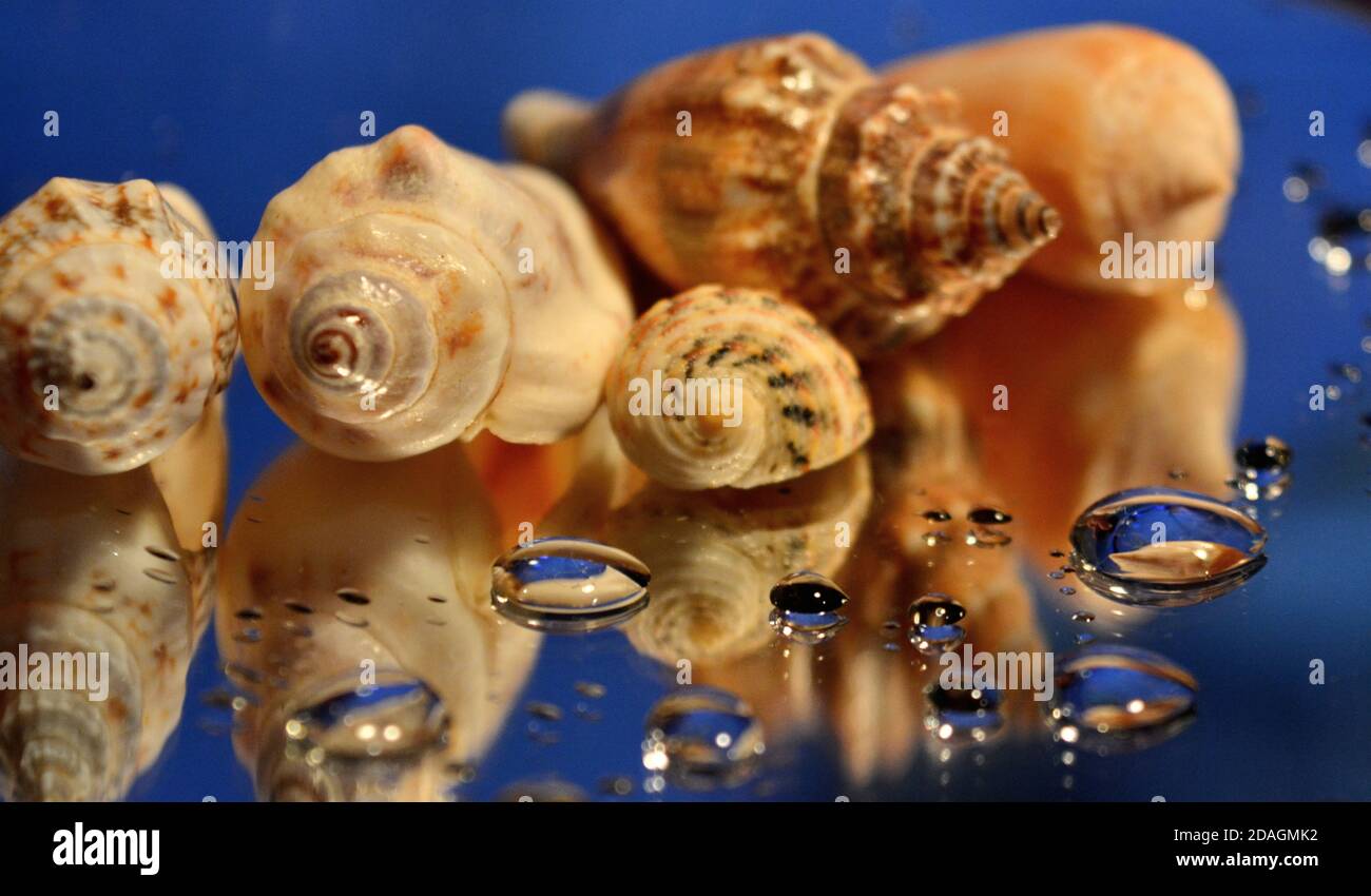 Seashells on the blue background with drops of water Stock Photo - Alamy