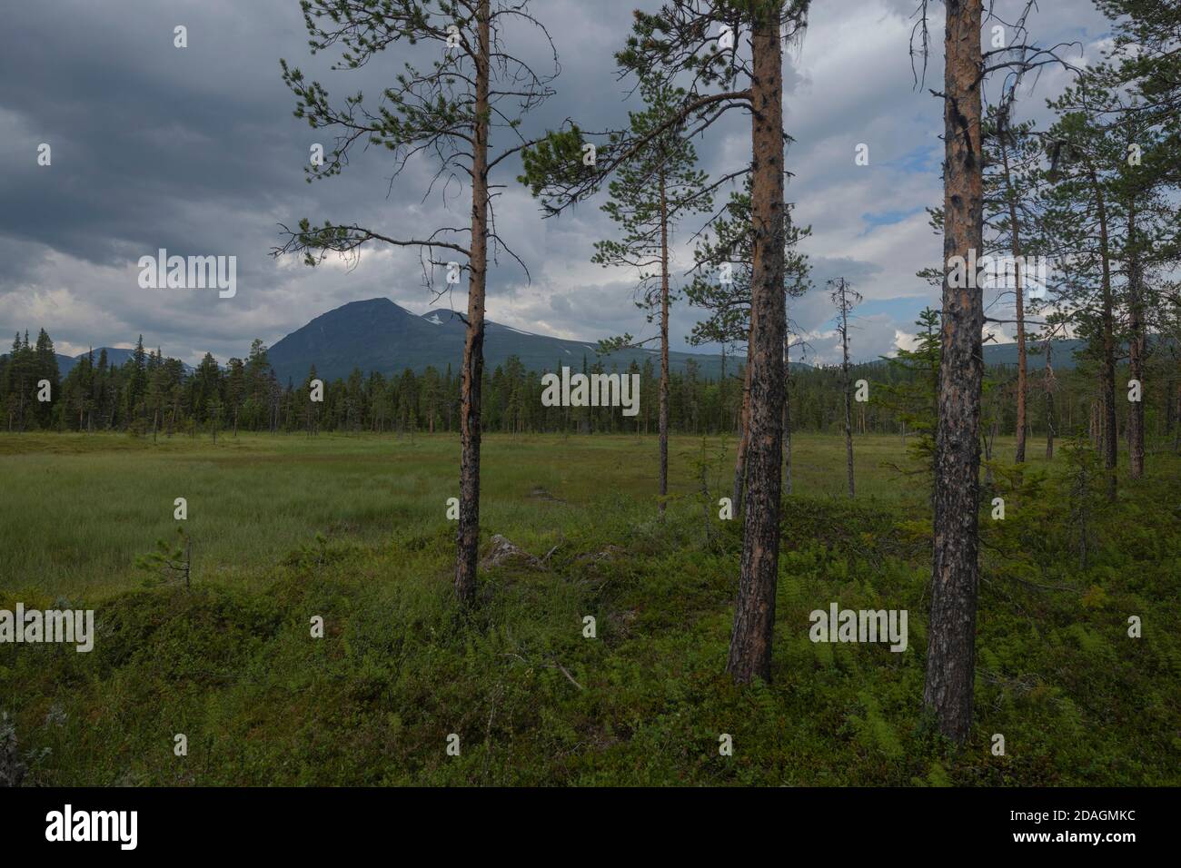 Small clearing in forest with view to distant mountains along ...