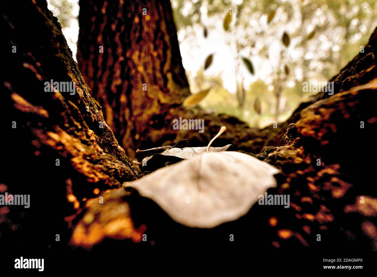 Falling leafes hi-res stock photography and images - Alamy