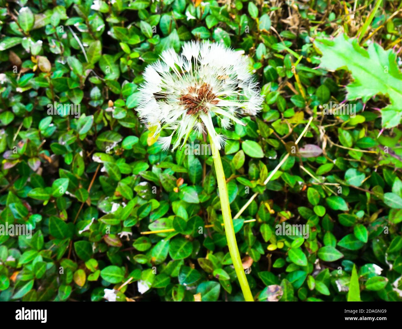 Close up view of a dandy line Stock Photo - Alamy
