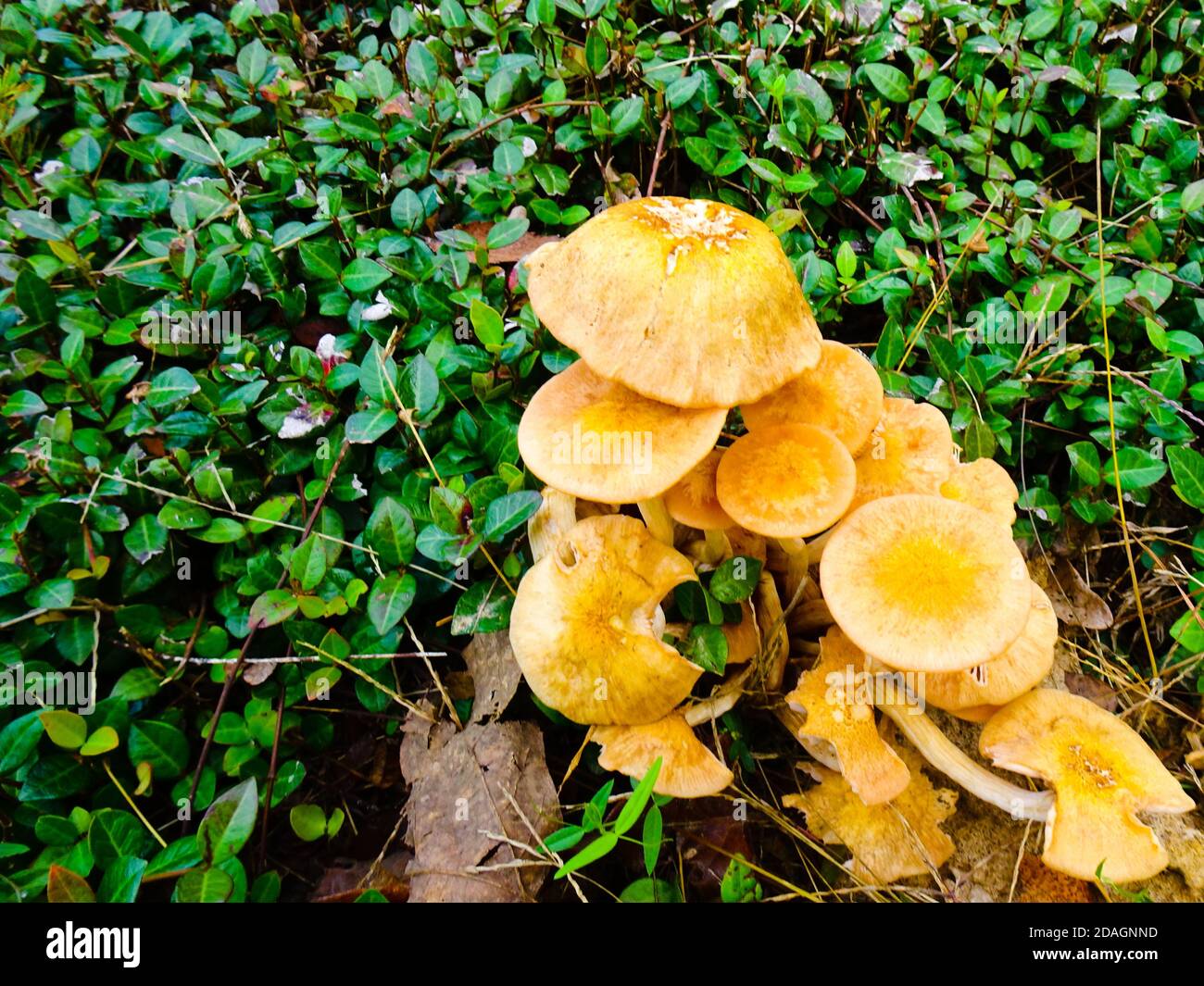 Mushroom formation with greenery Stock Photo - Alamy