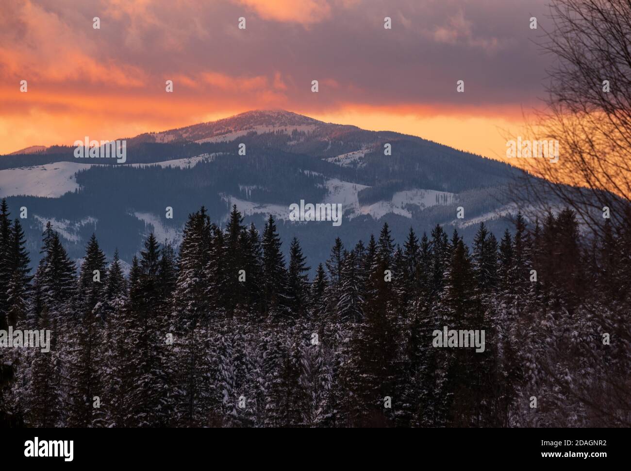 Winter sunset alpine top view from mountain village and fir forest in ...