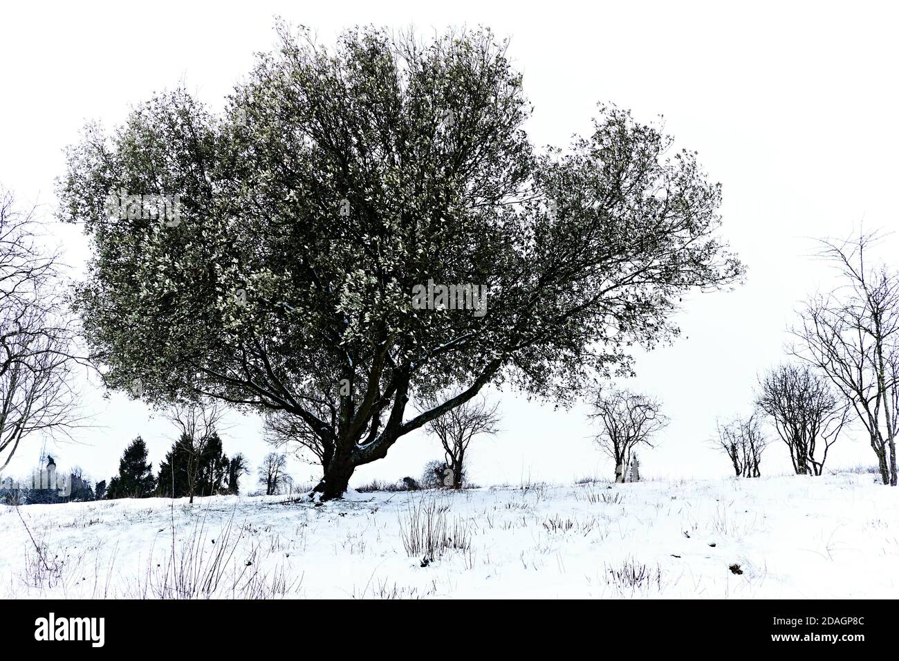 Tree Standing In Snowy Winter Scene Stock Photo - Alamy