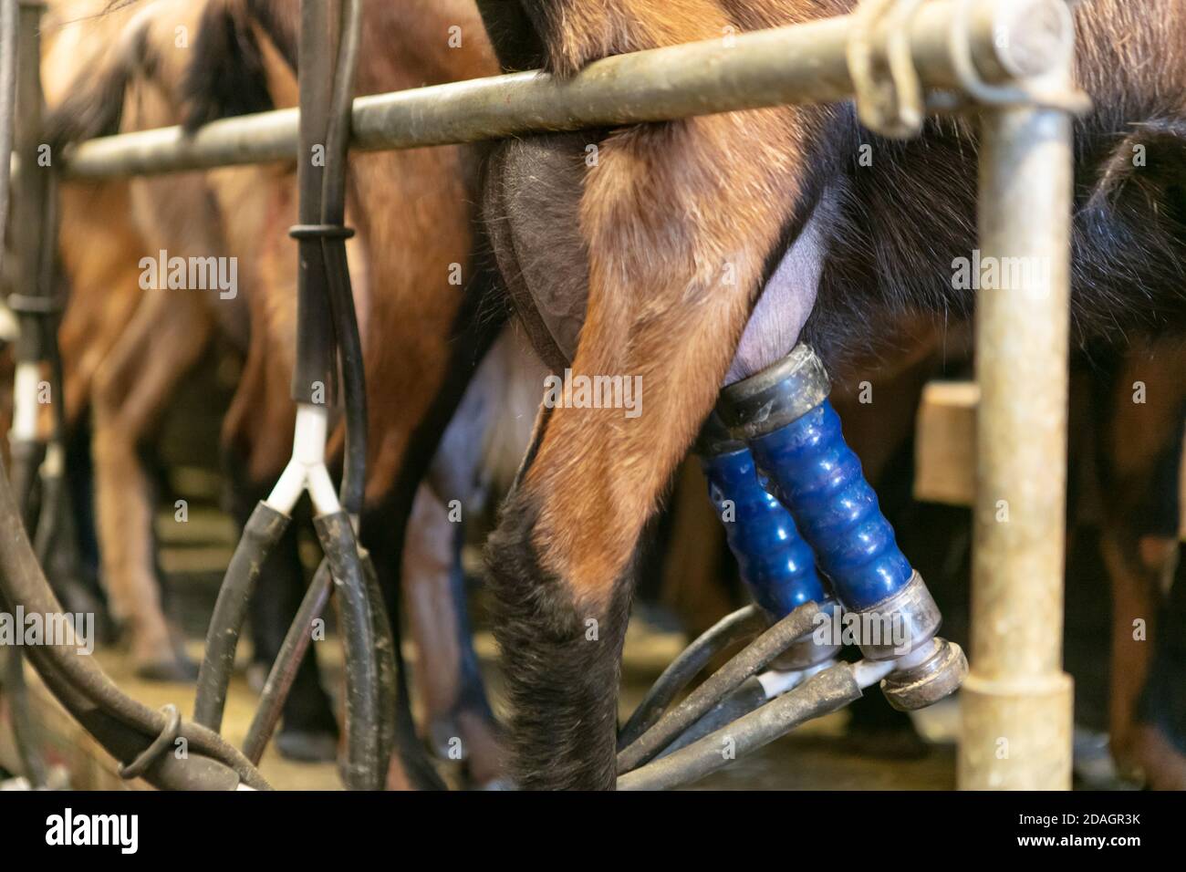 Goat milking machine hi-res stock photography and images - Alamy