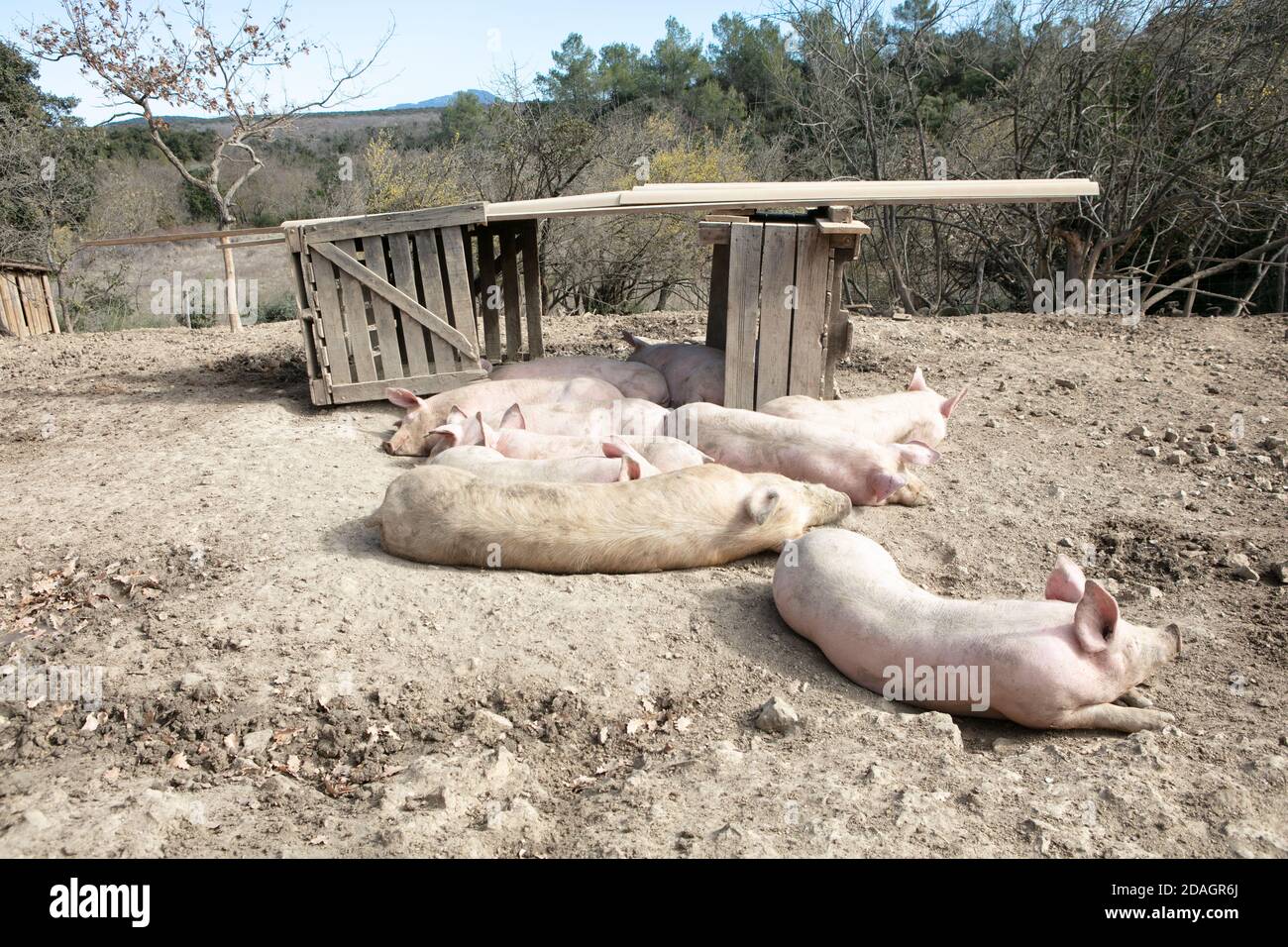 Sleeping Farm Animals