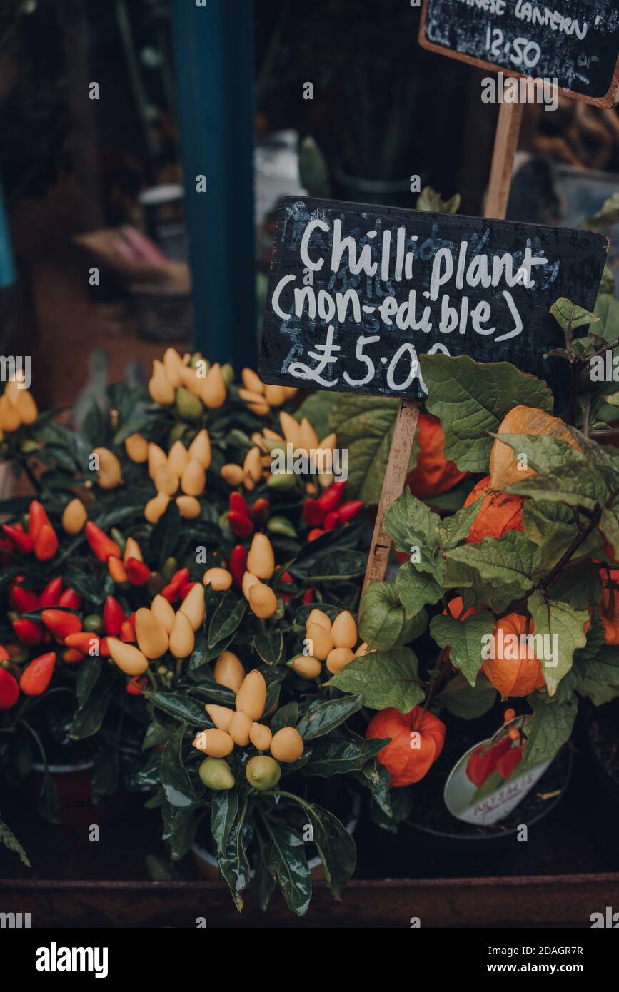 Red chilli plants with price tag on sale at a street market in Frome ...