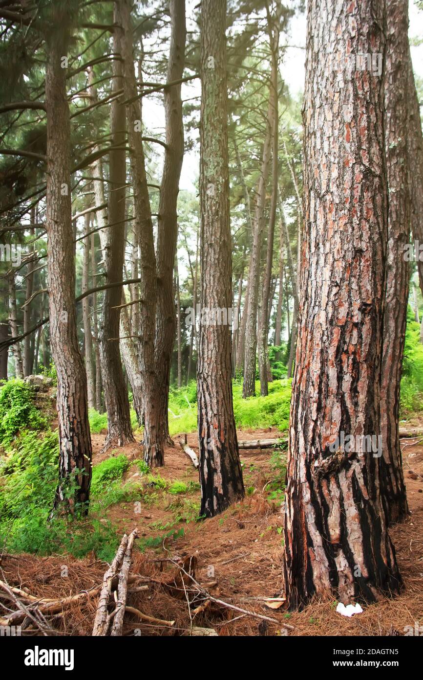 Pine forest. Relict trees (Pinus Pityusa, Pinus Brutia, Turkish pine ...