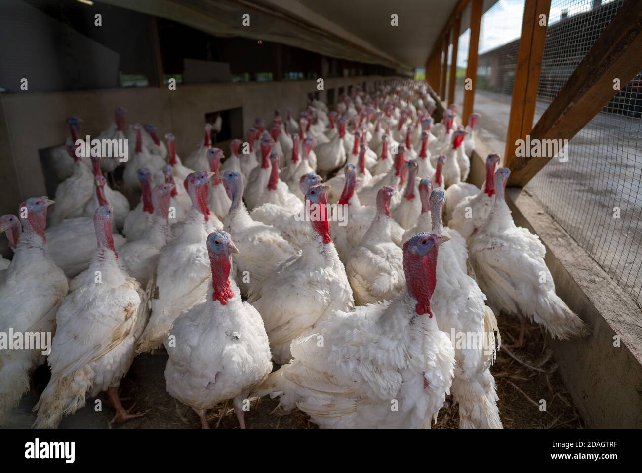 Turkeys environment hi-res stock photography and images - Alamy
