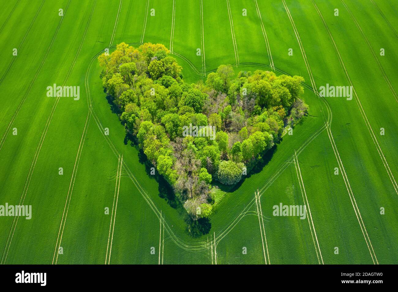 Aerial view of forest heart in the green fields Stock Photo - Alamy
