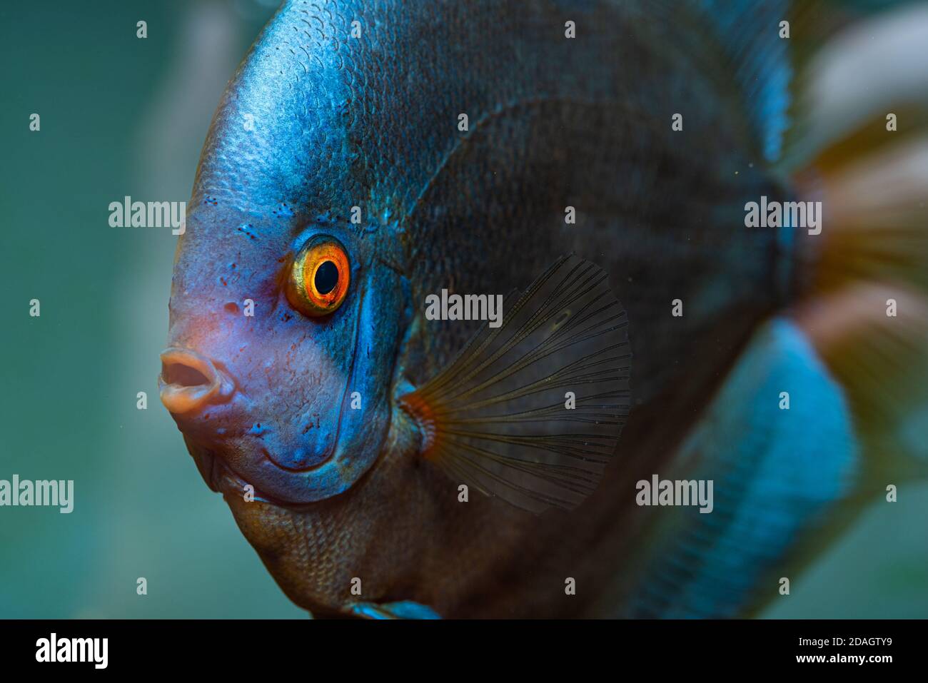 Closup of Blue Diamond Discus fish, detailed mouth and eye view Stock ...