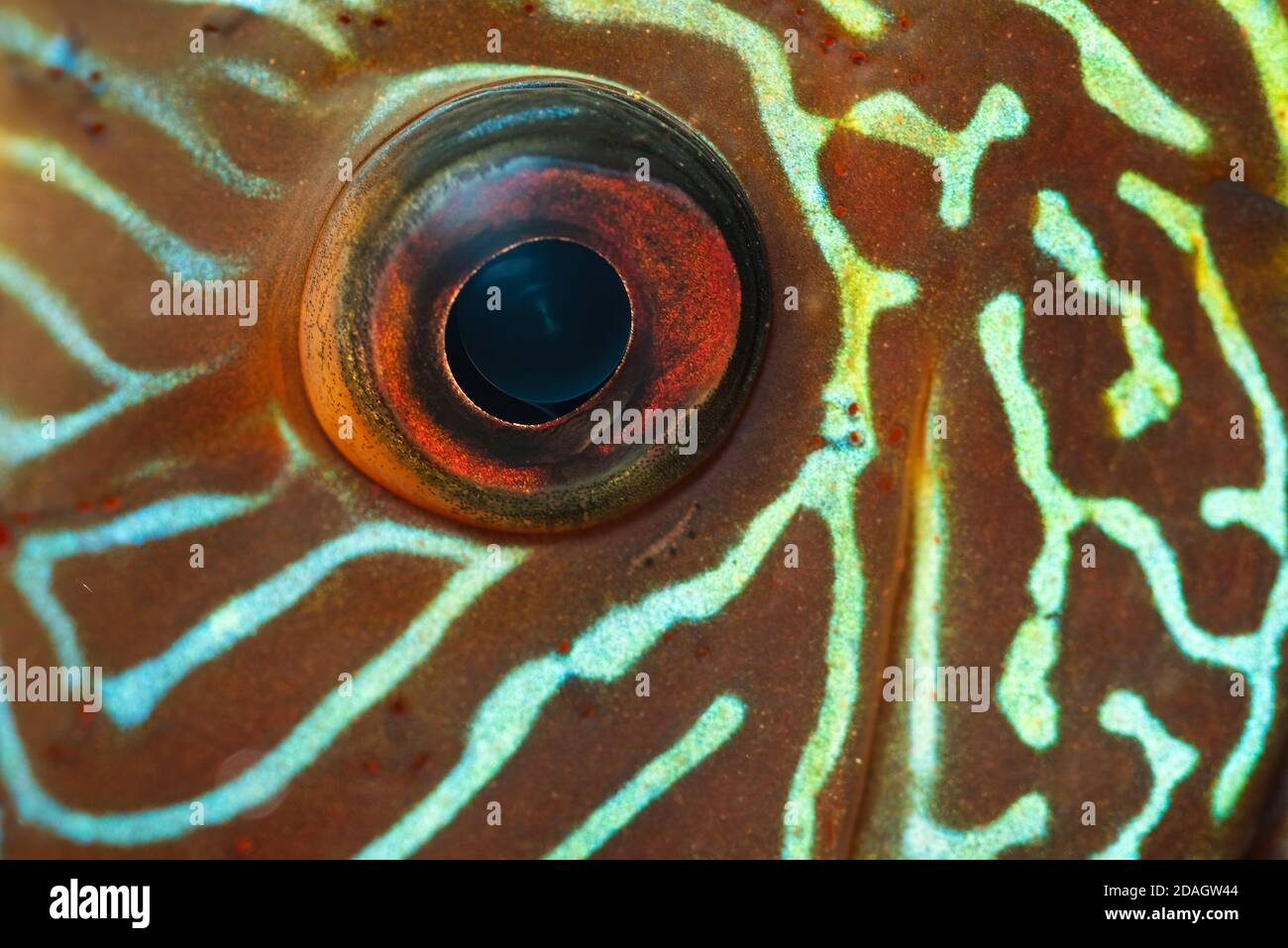 Eye macro fish hi-res stock photography and images - Alamy