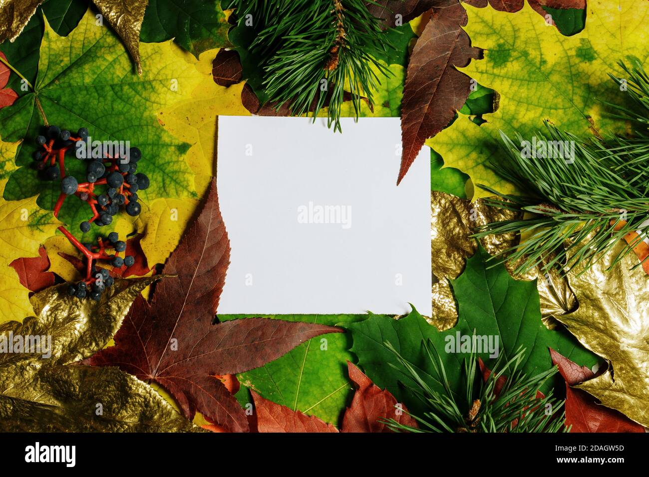 Colorful autumn layout. Creative autumn leaves autumn background with ...