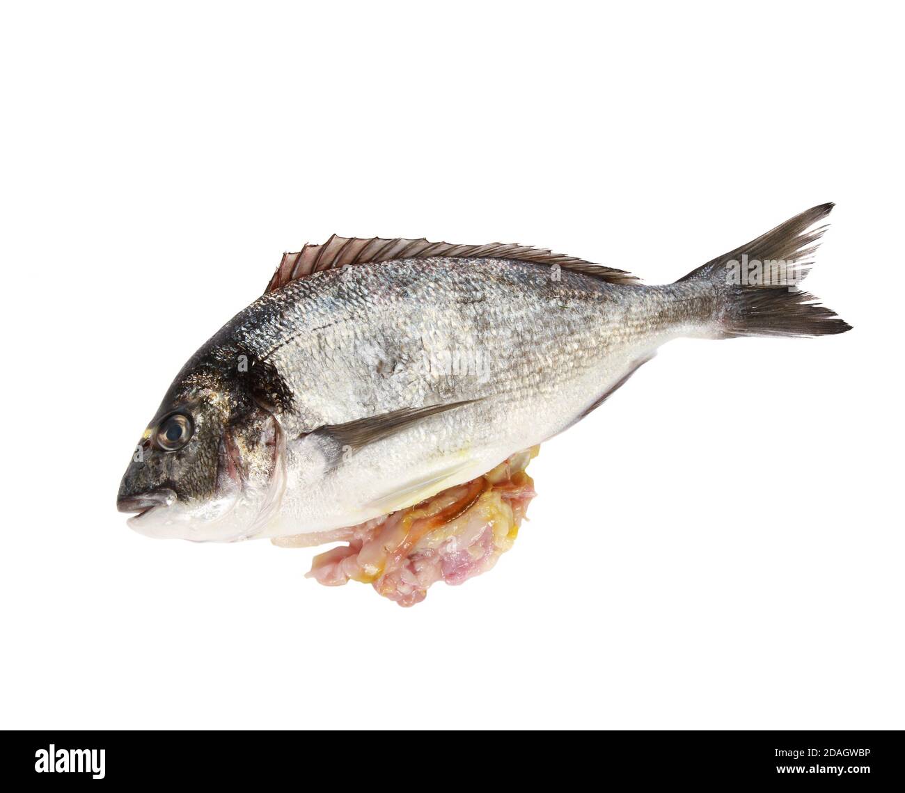 Gutted gilt-head bream fish with organs on a white surface Stock Photo ...