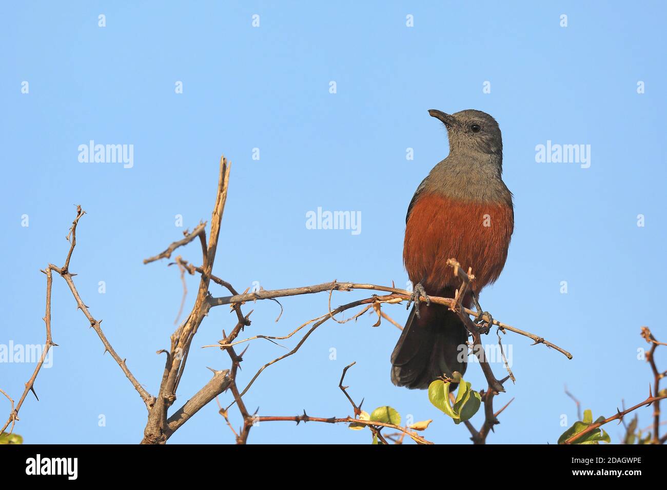 Chat femelle hi-res stock photography and images - Alamy