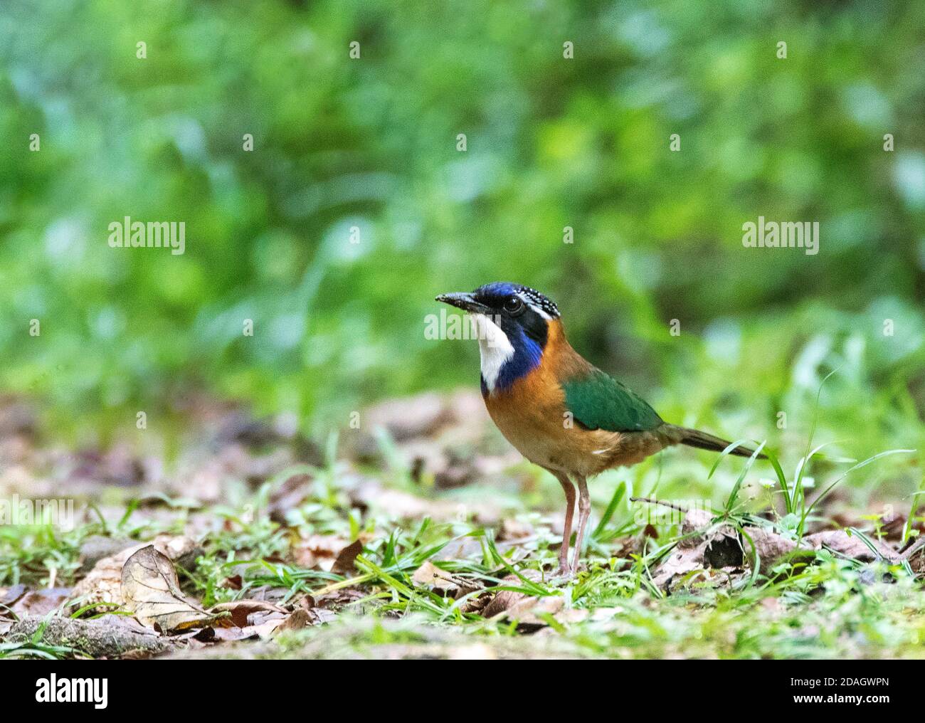 Pitta like ground roller hi-res stock photography and images - Alamy