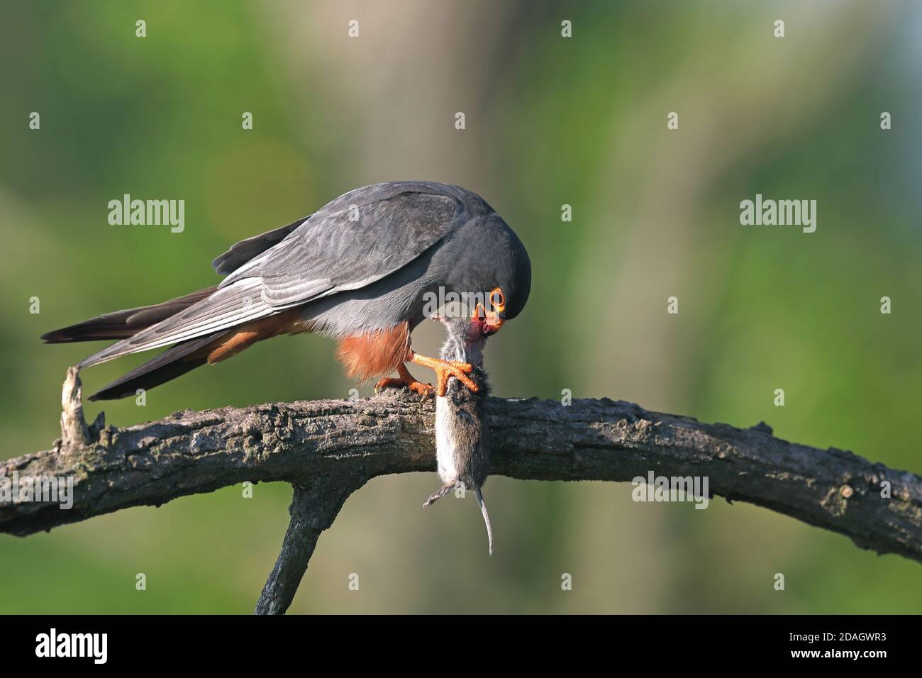 western red-footed falcon (Falco vespertinus), male perched on a branch ...