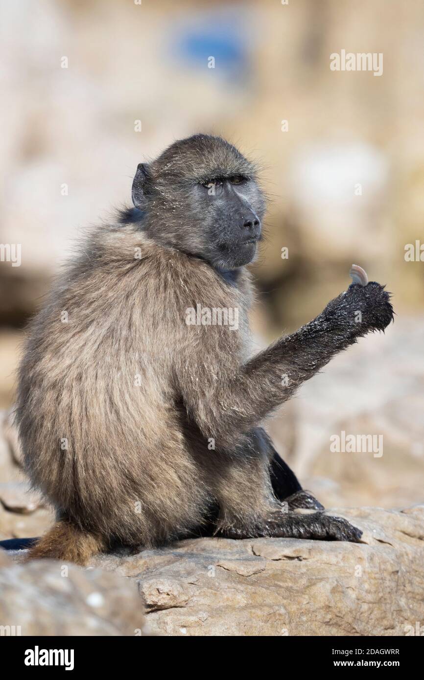 Eating seafood hi-res stock photography and images - Alamy