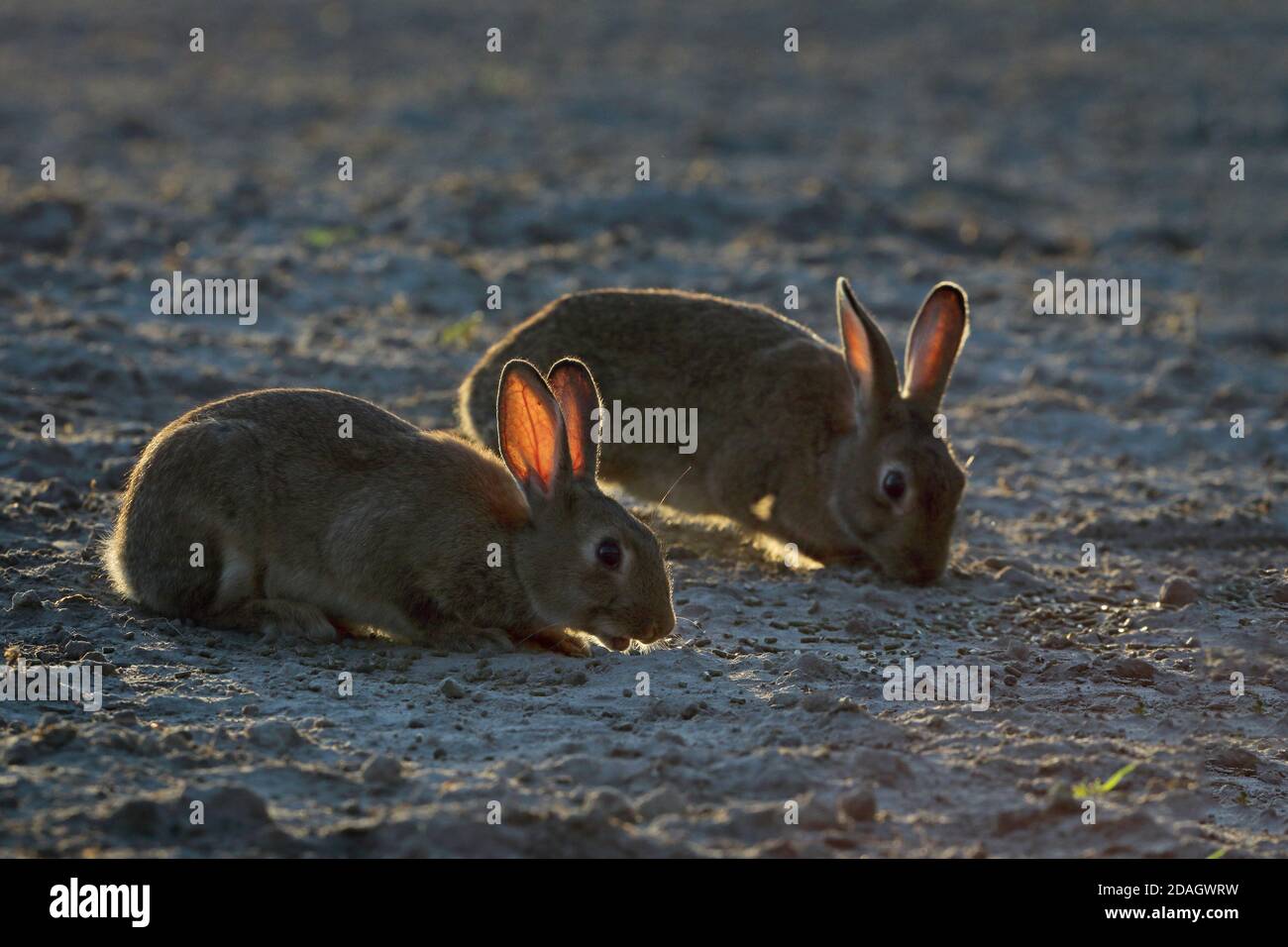 European rabbit (Oryctolagus cuniculus), two eating rabbits on an acre ...