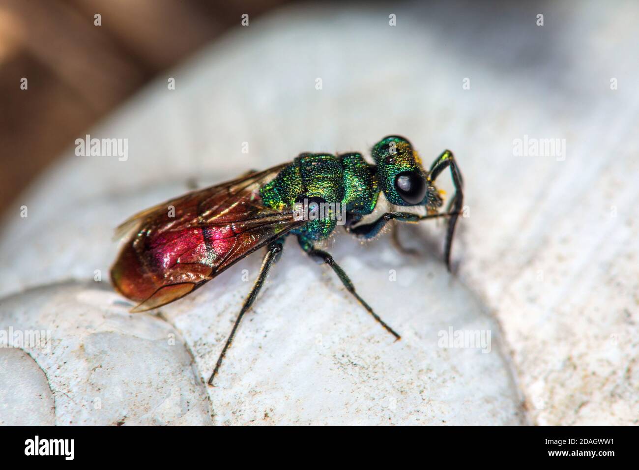 Gold wasps hi-res stock photography and images - Alamy