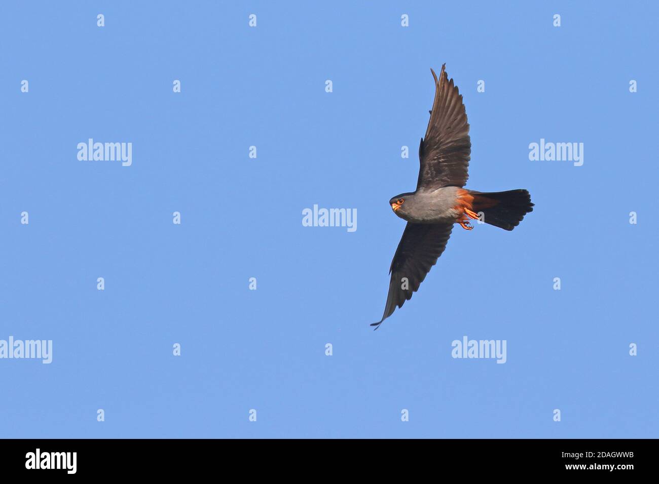 western red-footed falcon (Falco vespertinus), male in flight, Hungary ...