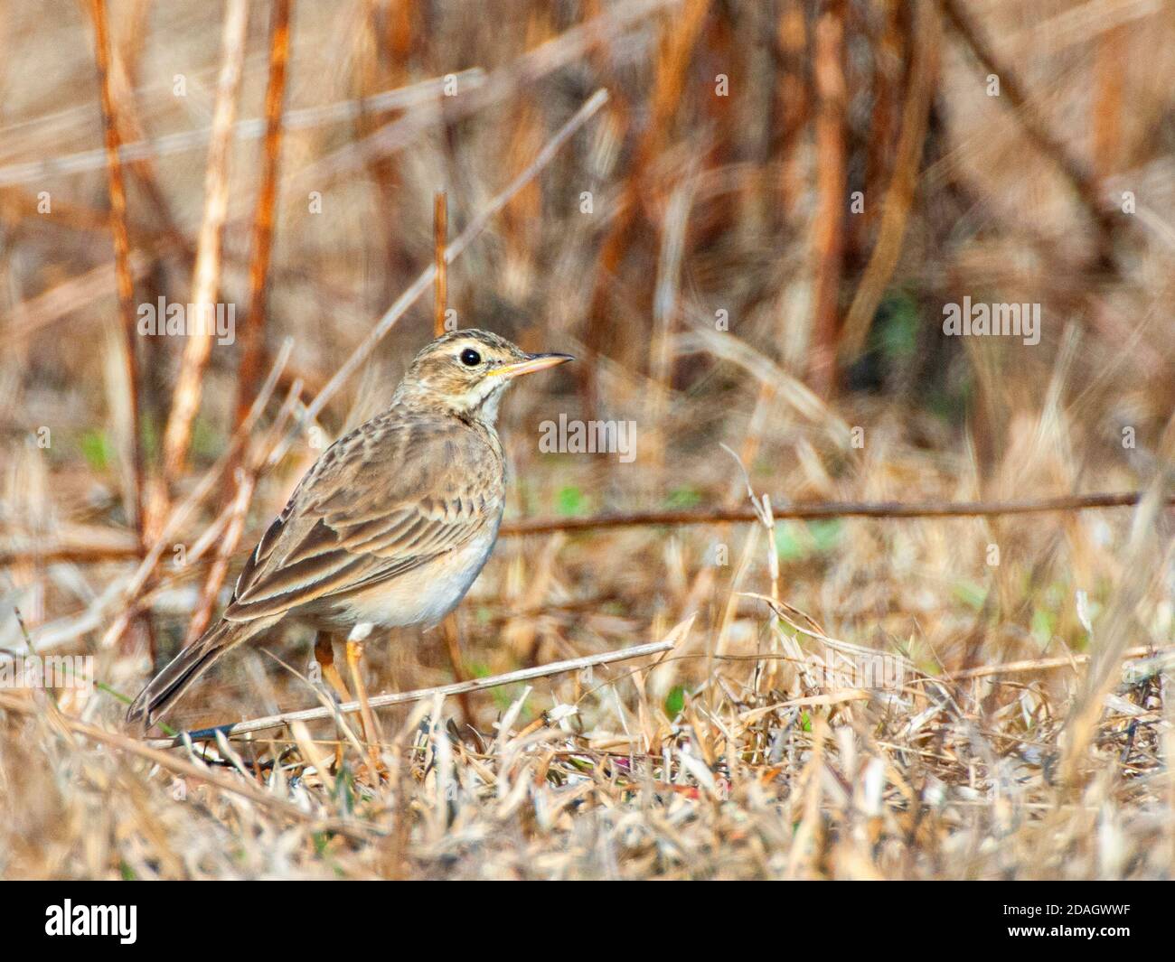 Paddyfield Pipit, Oriental Pipit (Anthus rufulus), perching on withered ...