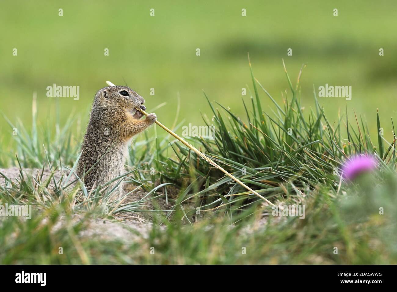 European ground squirrel, European suslik, European souslik (Citellus ...