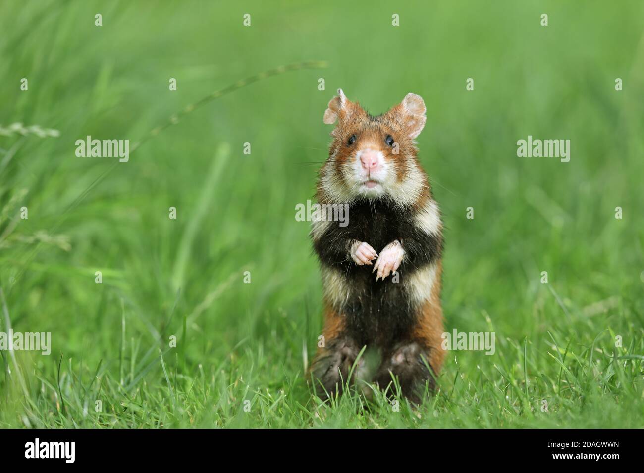 common hamster, black-bellied hamster (Cricetus cricetus), standing ...