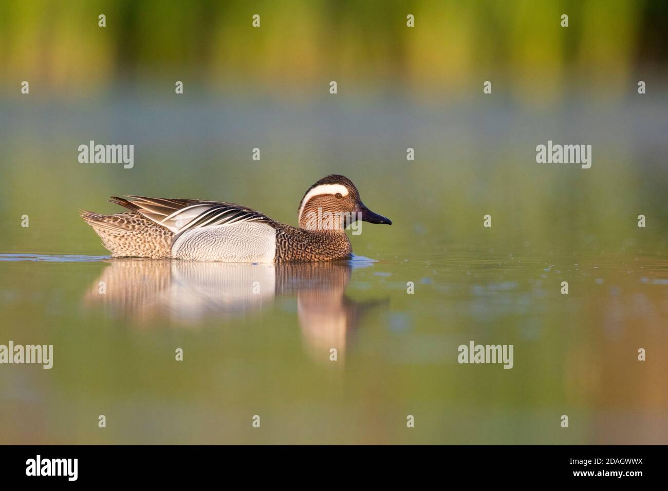 garganey (Anas querquedula), side view of a drake swimming in a pond ...