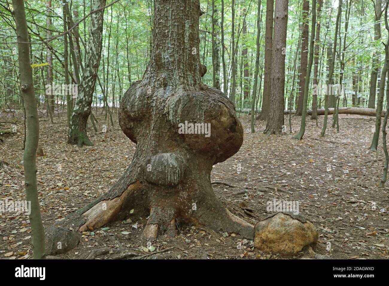Norway spruce (Picea abies), spruce, trunk with canker, Germany, Saxony ...