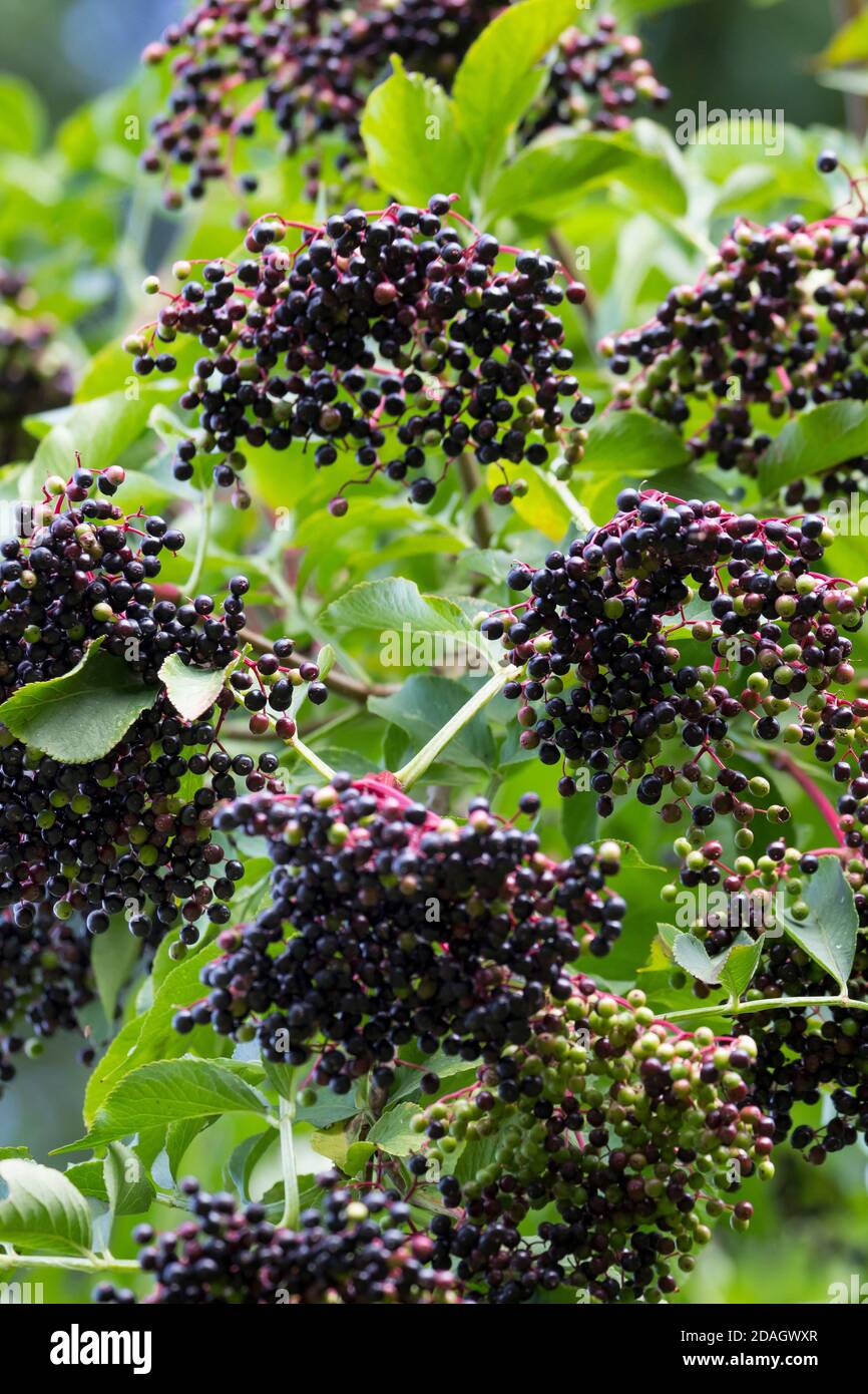 European black elder, Elderberry, Common elder (Sambucus nigra ...