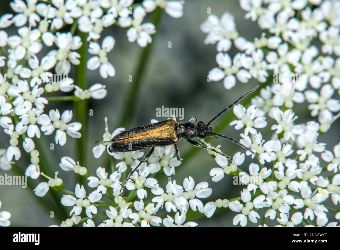 Pollen feeding beetles hi-res stock photography and images - Alamy