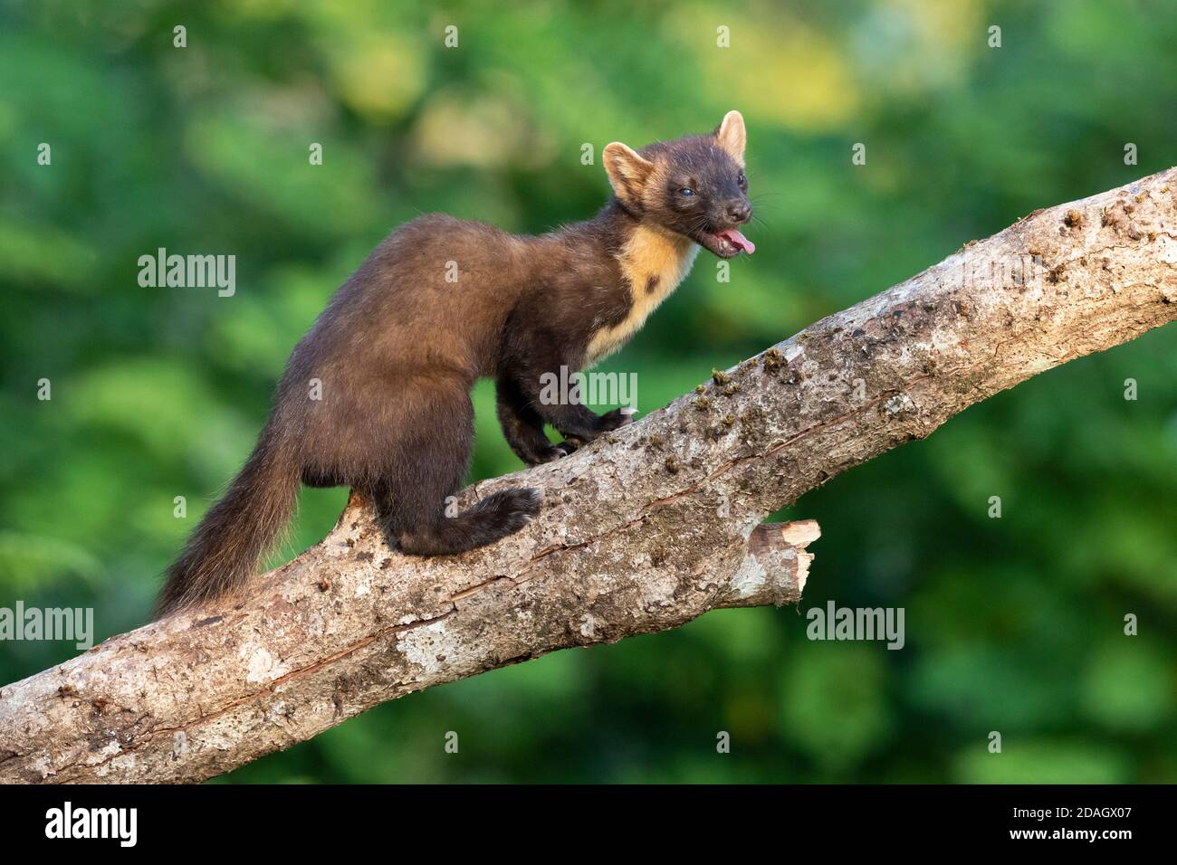 Baum marten hi-res stock photography and images - Alamy