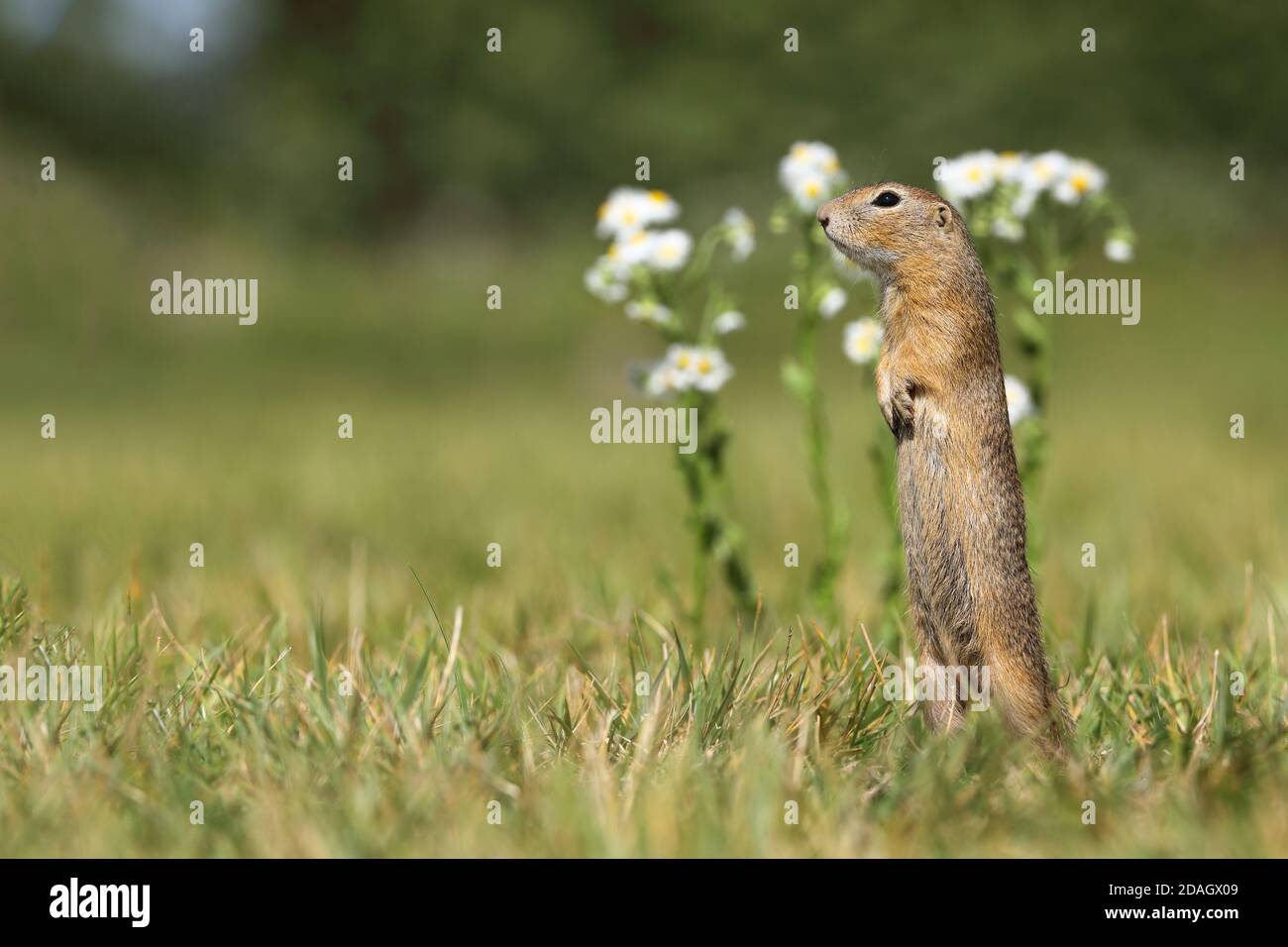 European ground squirrel, European suslik, European souslik (Citellus ...