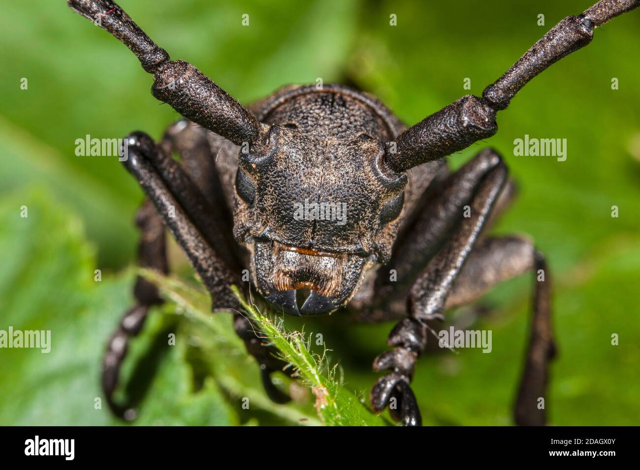 Weaver beetle (Lamia textor, Pachystola textor), portrait, Germany ...