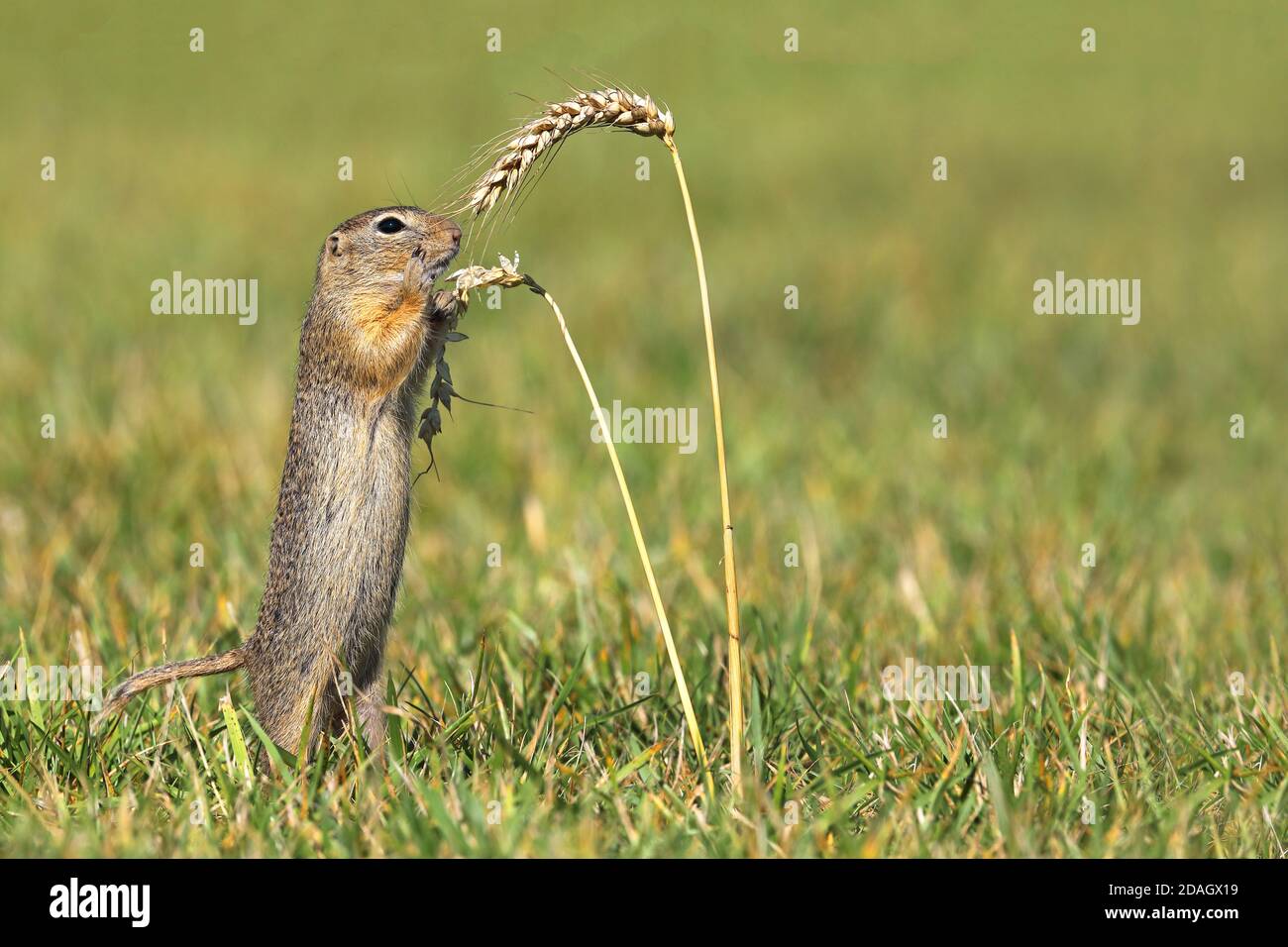 European ground squirrel, European suslik, European souslik (Citellus ...