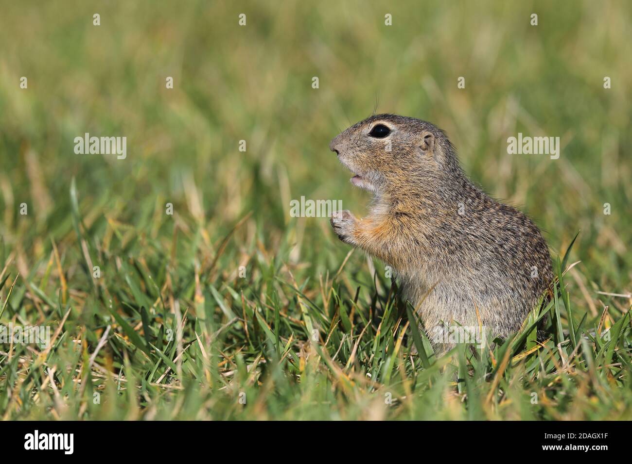 European ground squirrel, European suslik, European souslik (Citellus ...
