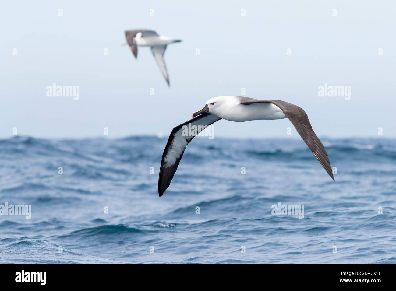 Indian Yellow-nosed Albatross (Thalassarche carteri), adult in flight ...