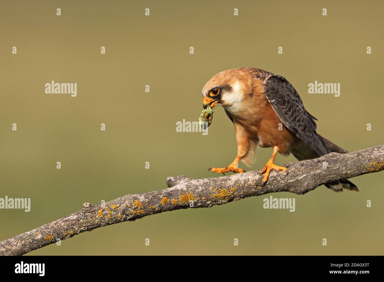 western red-footed falcon (Falco vespertinus), female perched on a tree ...