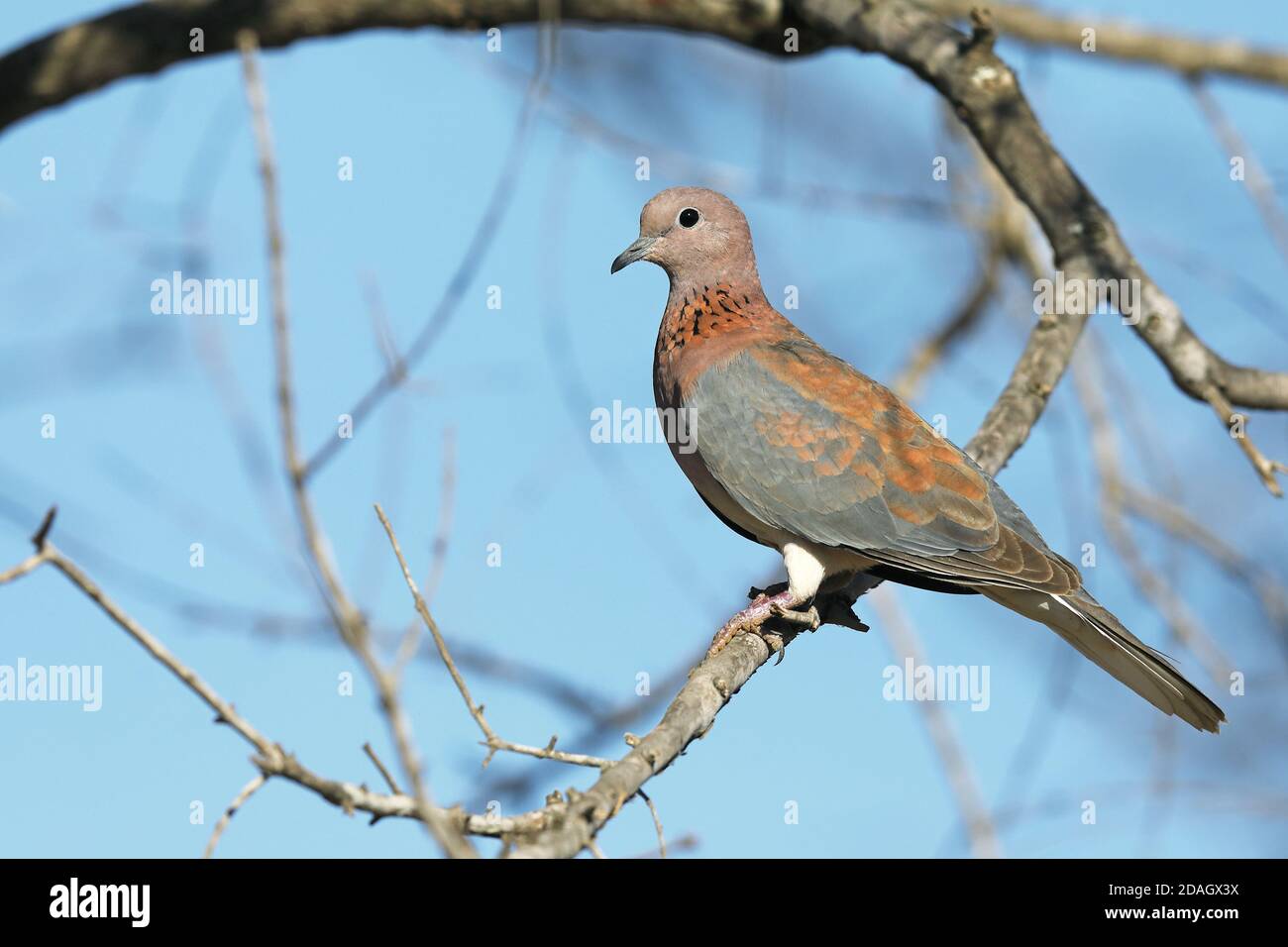 Laughing doves south africa hi-res stock photography and images - Alamy