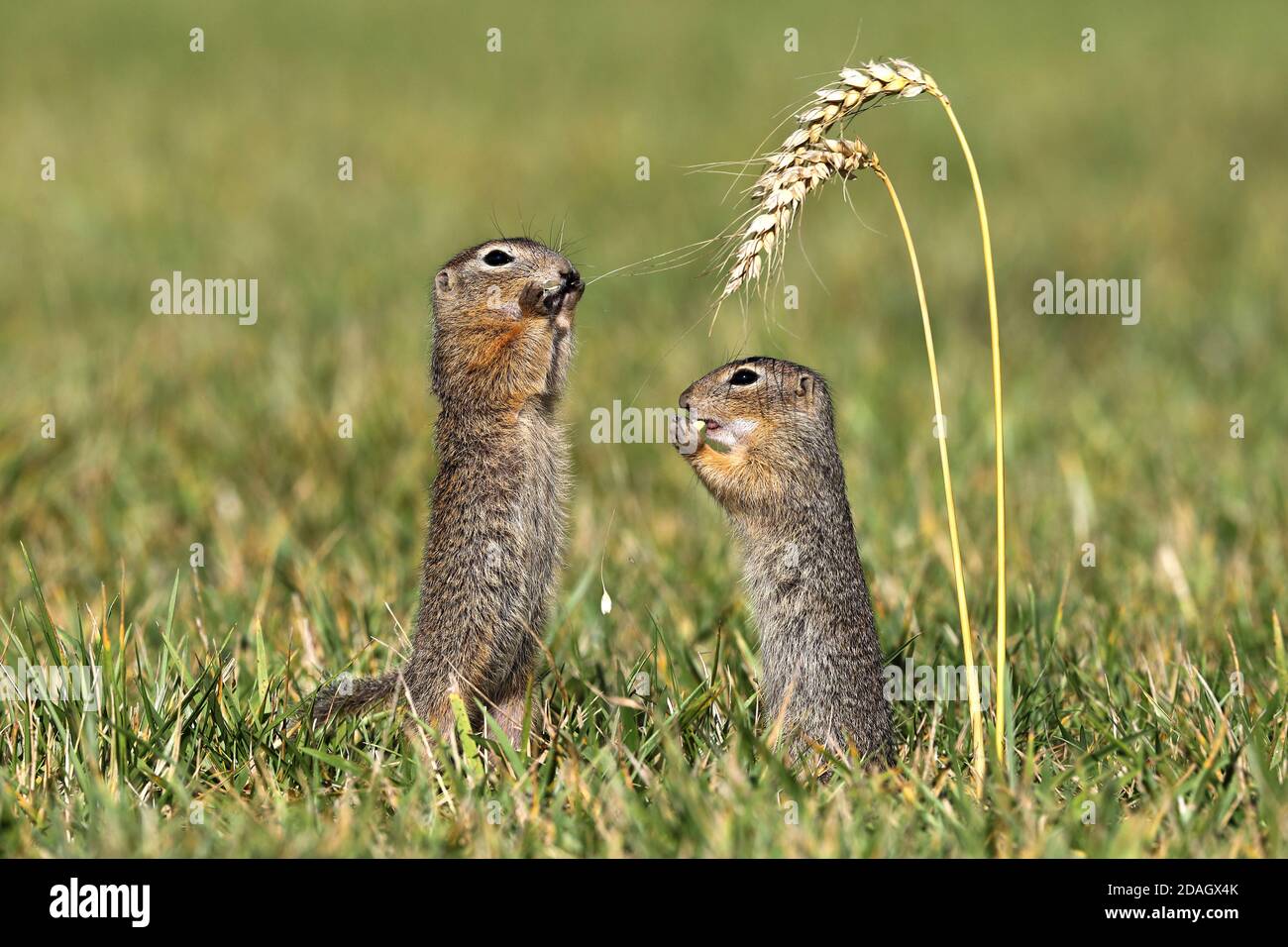 European ground squirrel, European suslik, European souslik (Citellus ...