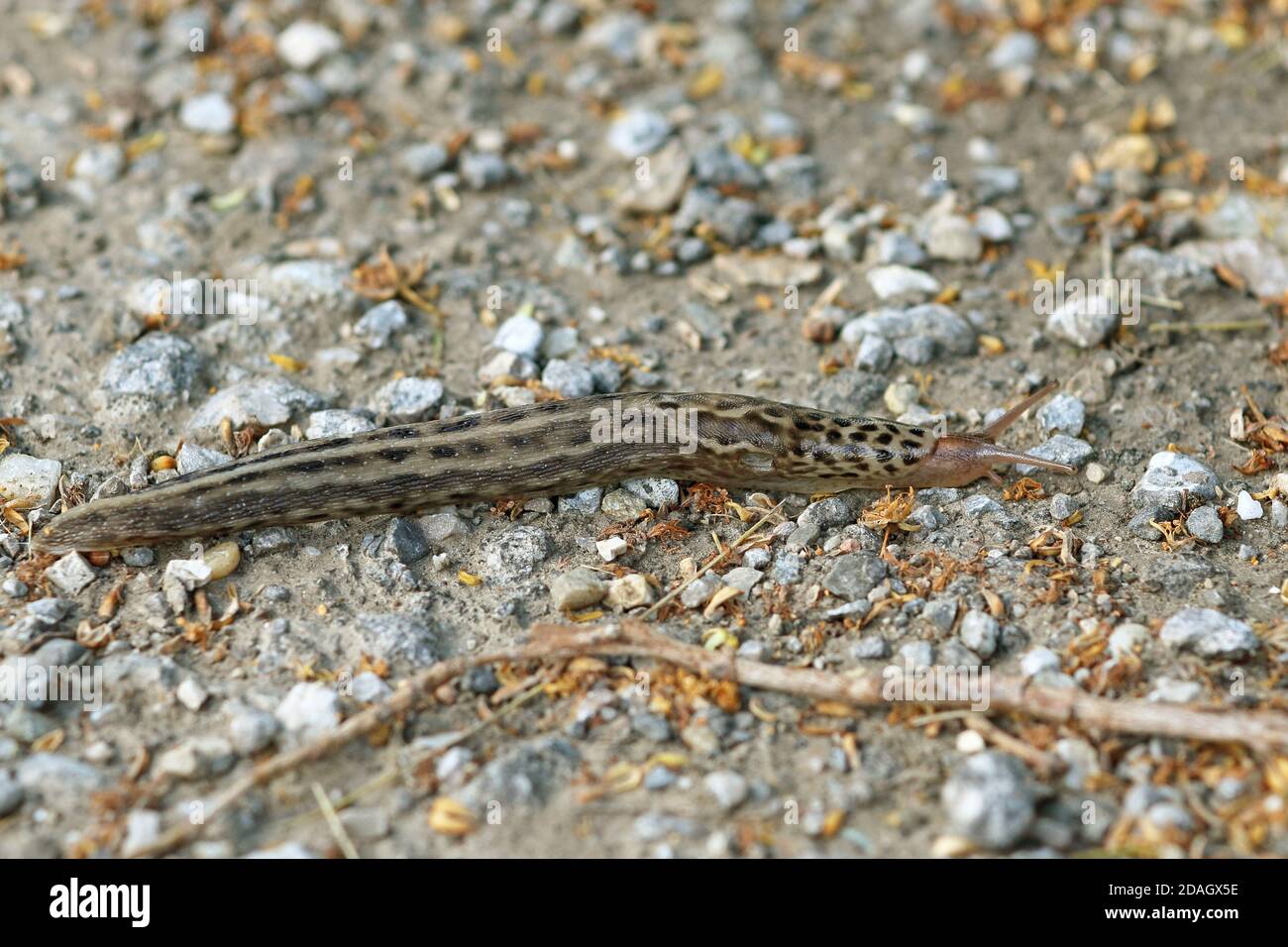 Giant gardenslug, European giant gardenslug, Great grey slug, Spotted ...