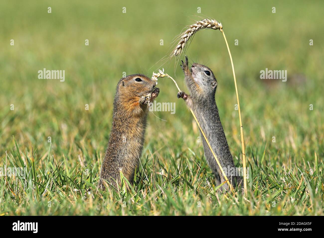 European ground squirrel, European suslik, European souslik (Citellus ...