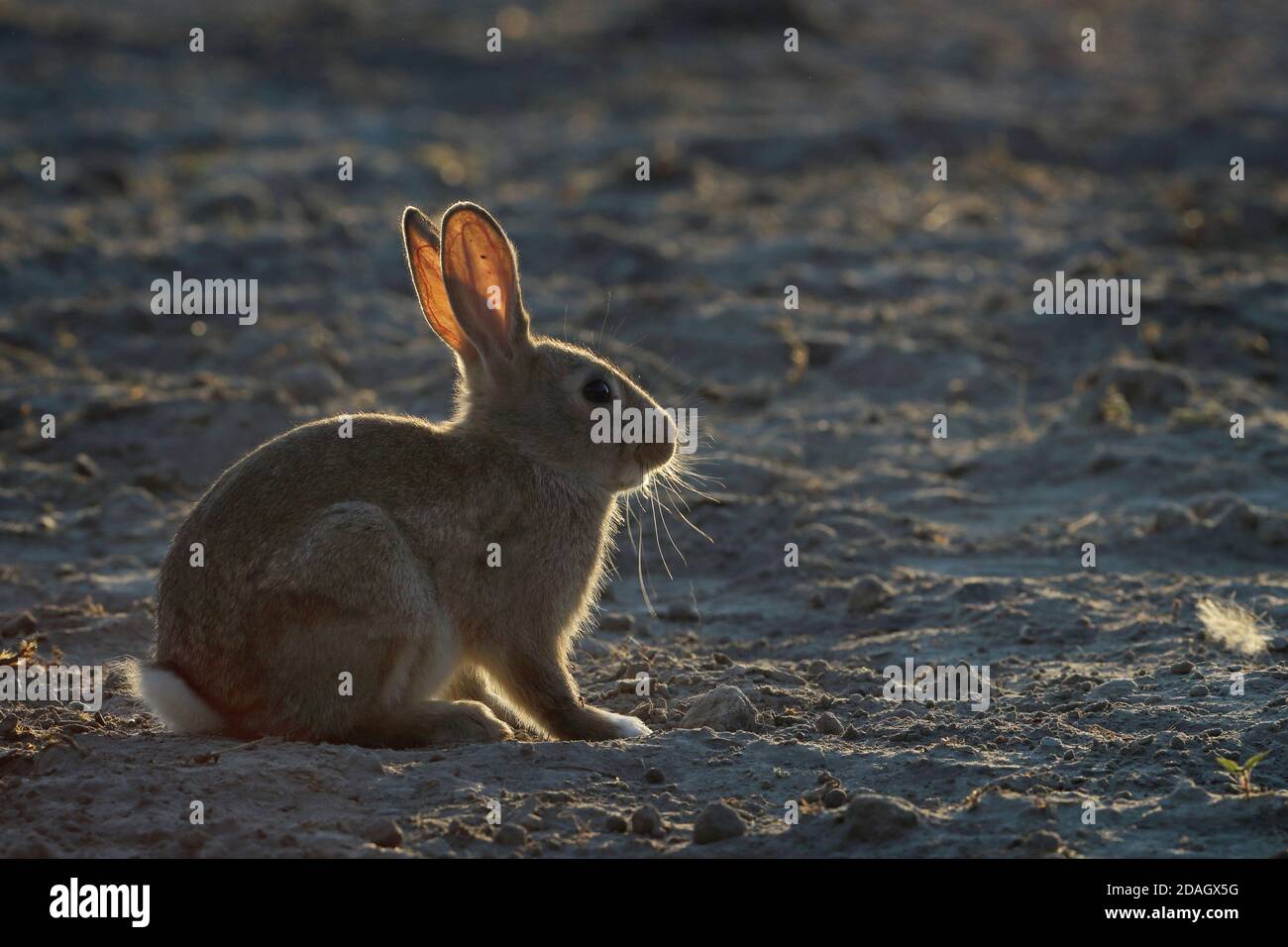 European rabbit (Oryctolagus cuniculus), sitting on an acre at sunset ...