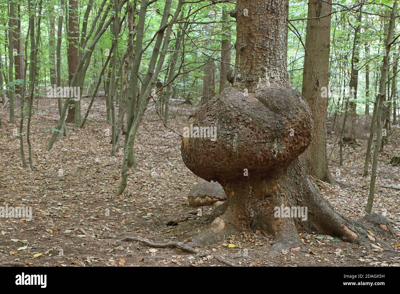Norway spruce (Picea abies), spruce, trunk with canker, Germany, Saxony ...